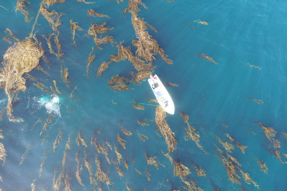Connecting the dots in photography and ecosystem surveys ...