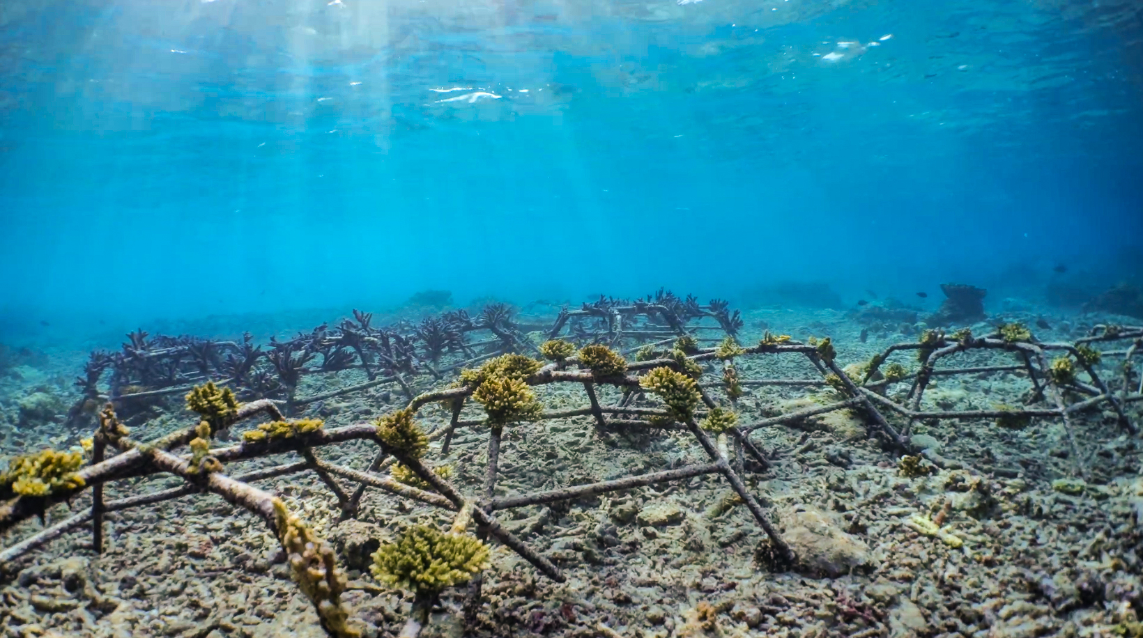 Conservation with The Coral Triangle Center in Bali - OWUSSNorthAmerica.org