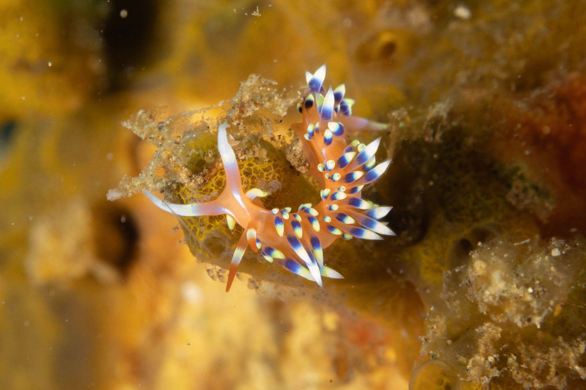 Exploring Coastal Management & Underwater Photography in the ...